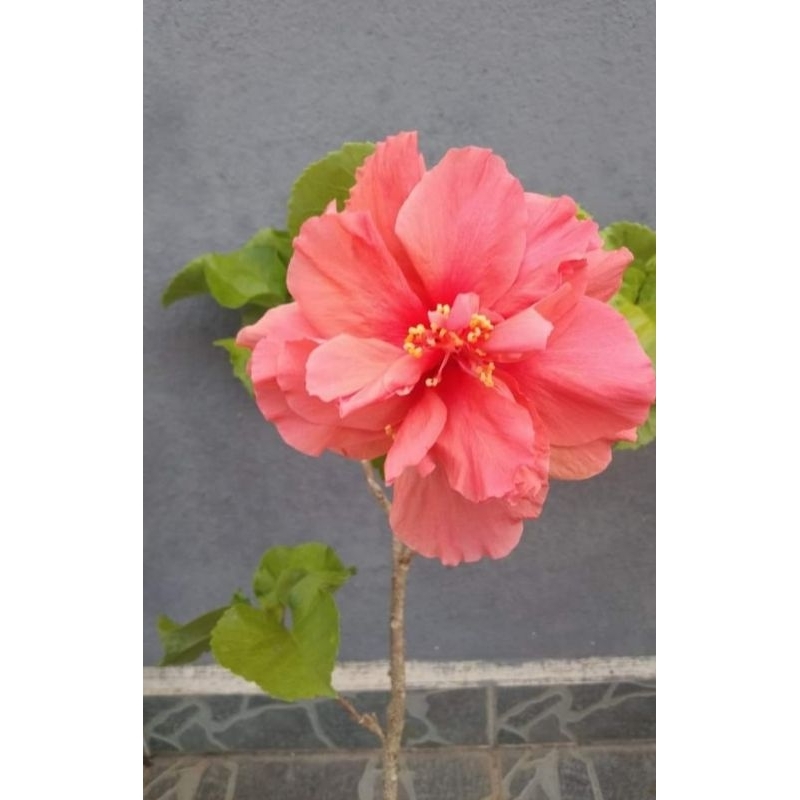 Pokok bunga raya thai, hibiscus flower plant | Shopee Malaysia