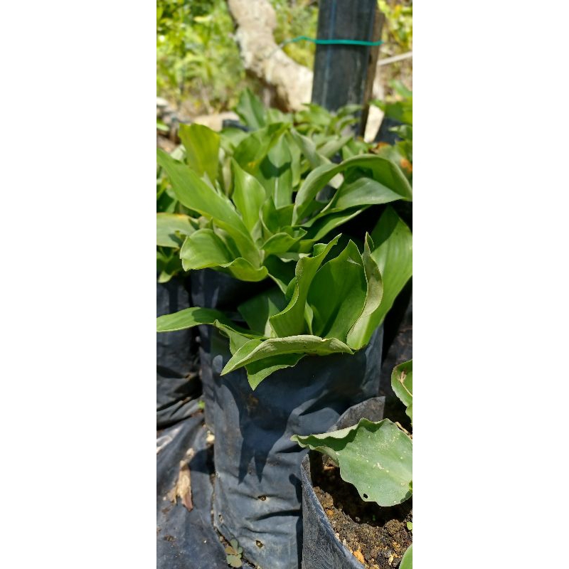 pokok cekur @ kencur | Shopee Malaysia