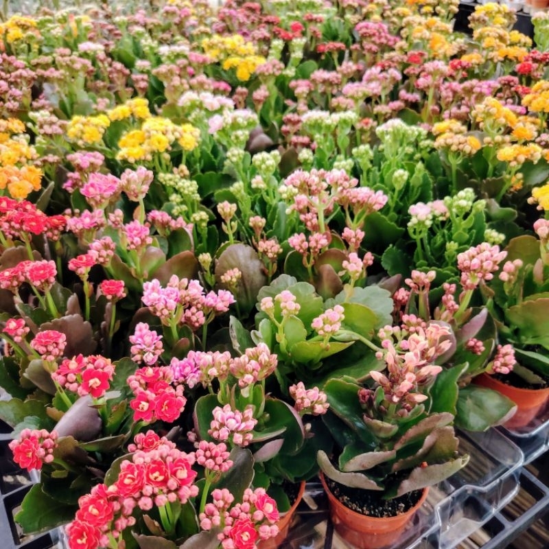 MOVEE-Sucntcule Live Plants [ Kalanchoe Flower 万紫千红 ] | Shopee Malaysia