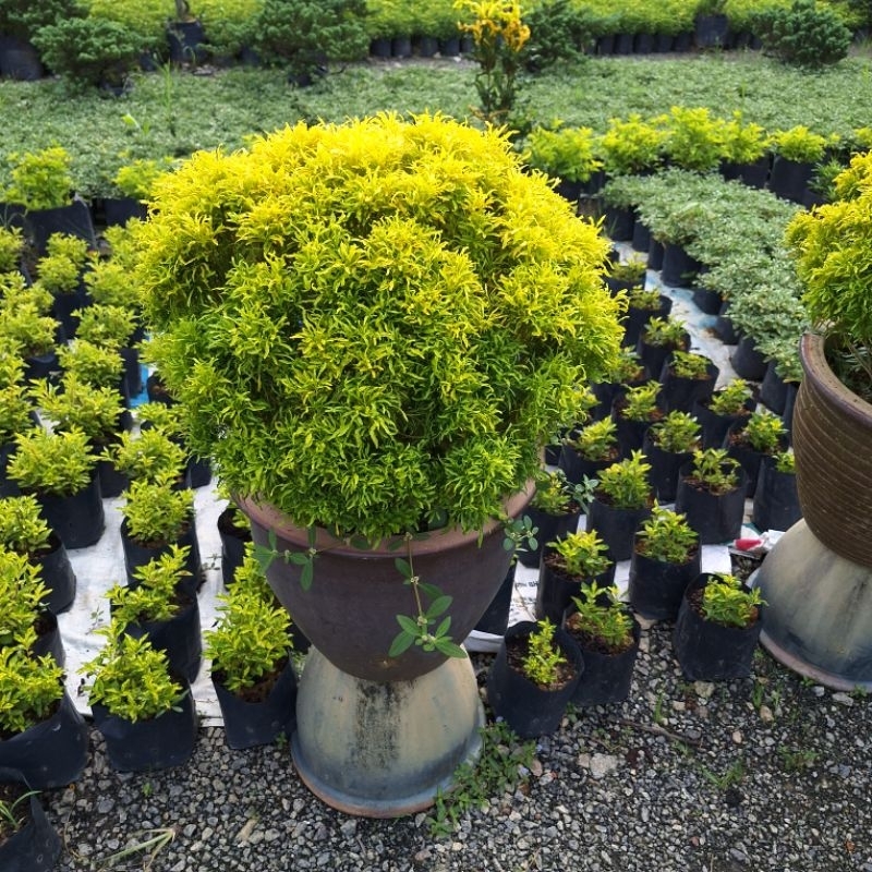 Pokok Tong emas ada warna hijau dan kuning / pokok hidup / tahan panas ...