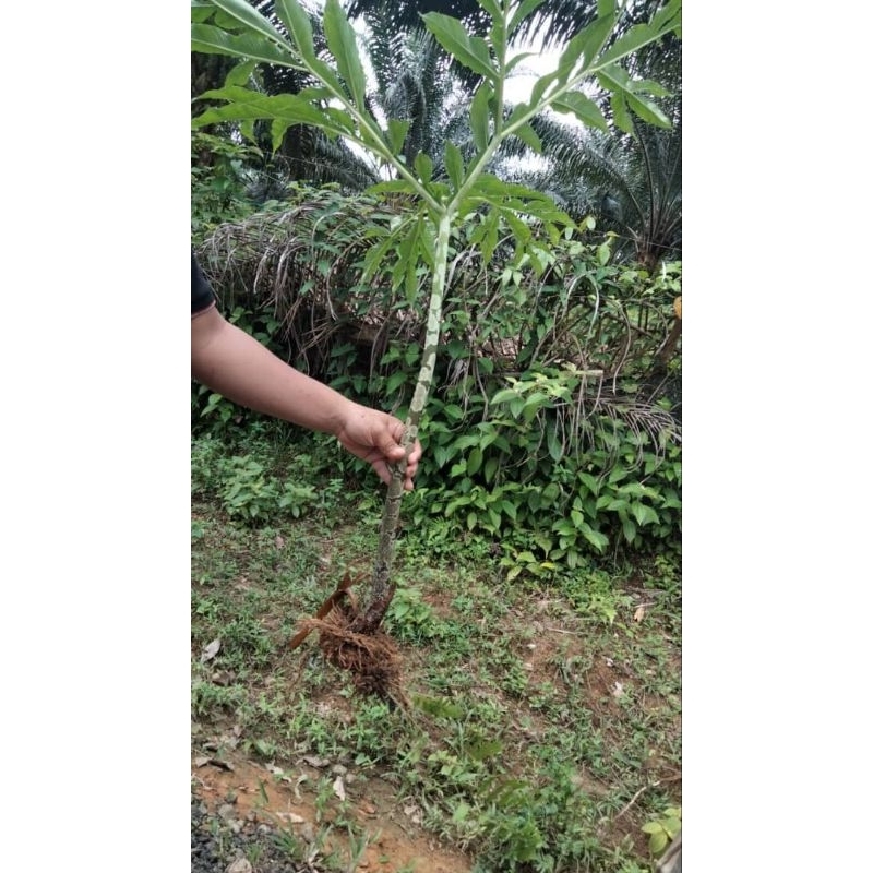 pokok Lekir, likir atau begong, dengan nama saintifik Amorphophallus ...
