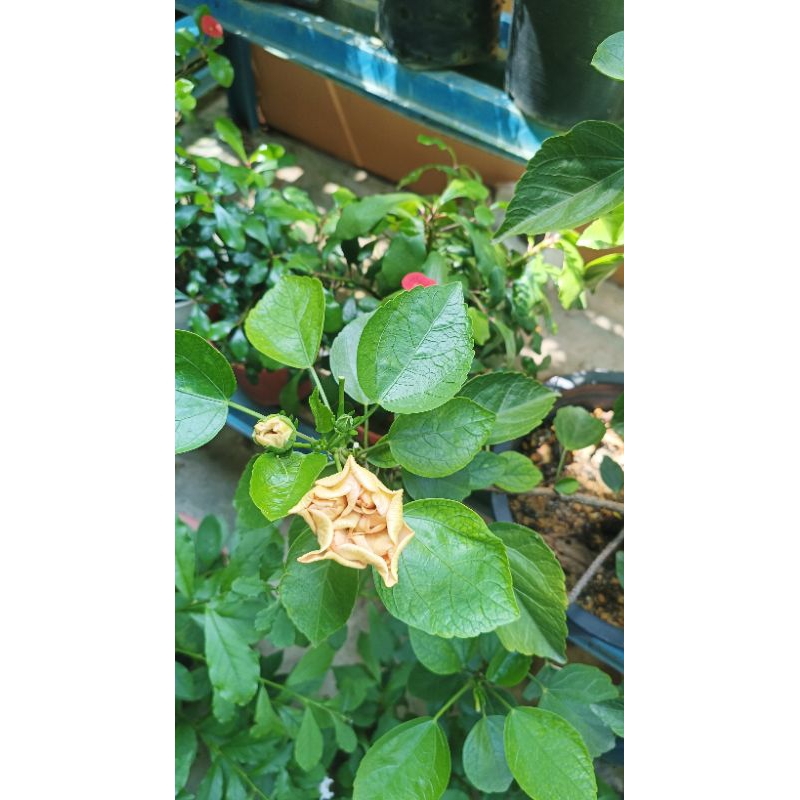 Pokok Bunga Raya Hybrid (Dalam Pasu Plastik) | Shopee Malaysia