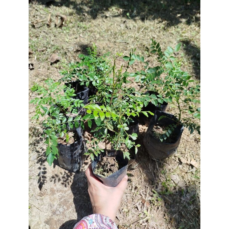 [NABATANI] Anak Pokok Kari CURRY LEAVES PLANTS Pokok Daun Kari | Shopee ...