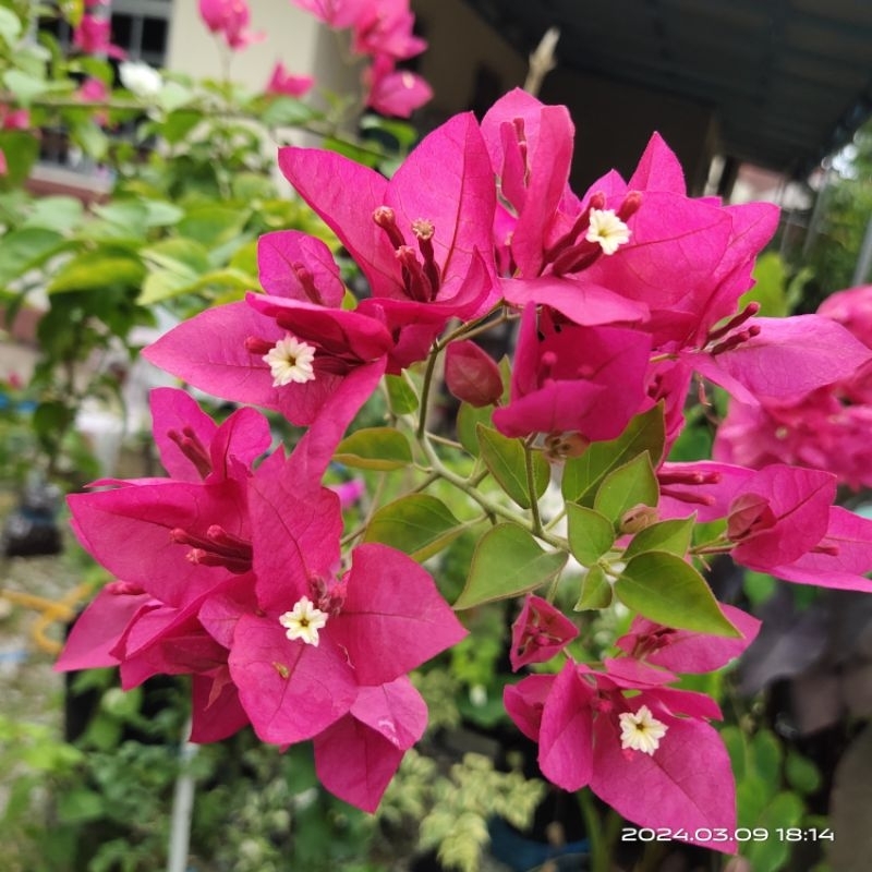 Pokok Bunga Kertas Pehywo | Shopee Malaysia