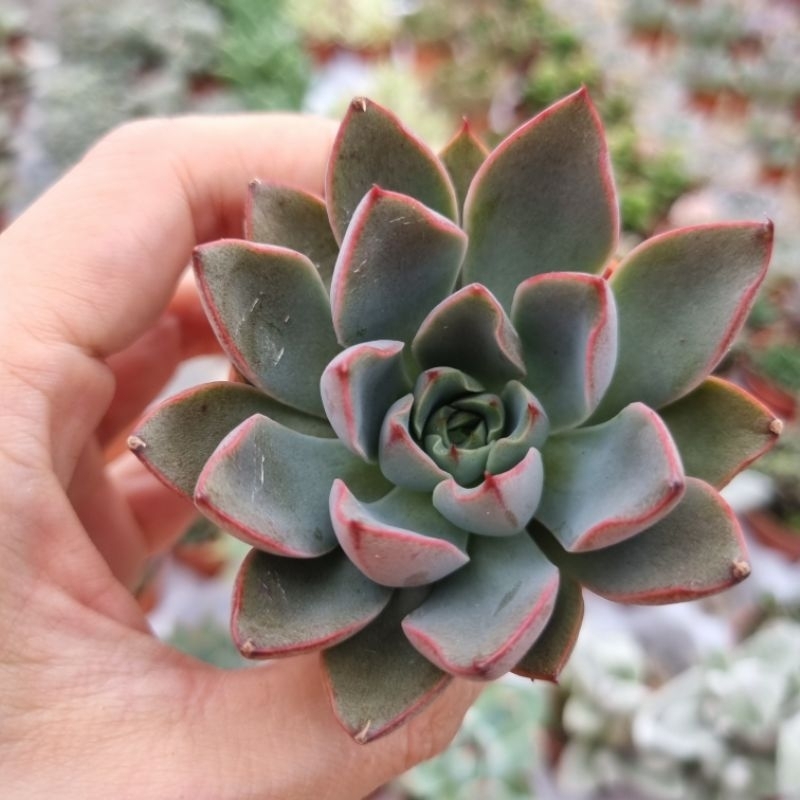 Live succulent plant (pot size 5cm) ready stock 多肉植物 赫拉 | Shopee Malaysia