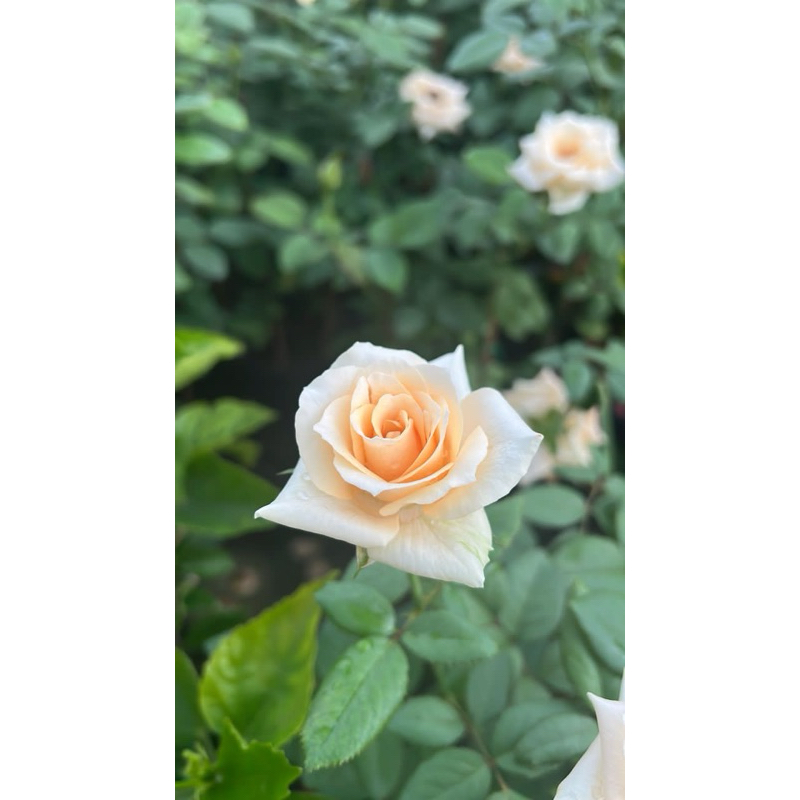 Ros Putih Tahan Panas - White Roses | Shopee Malaysia