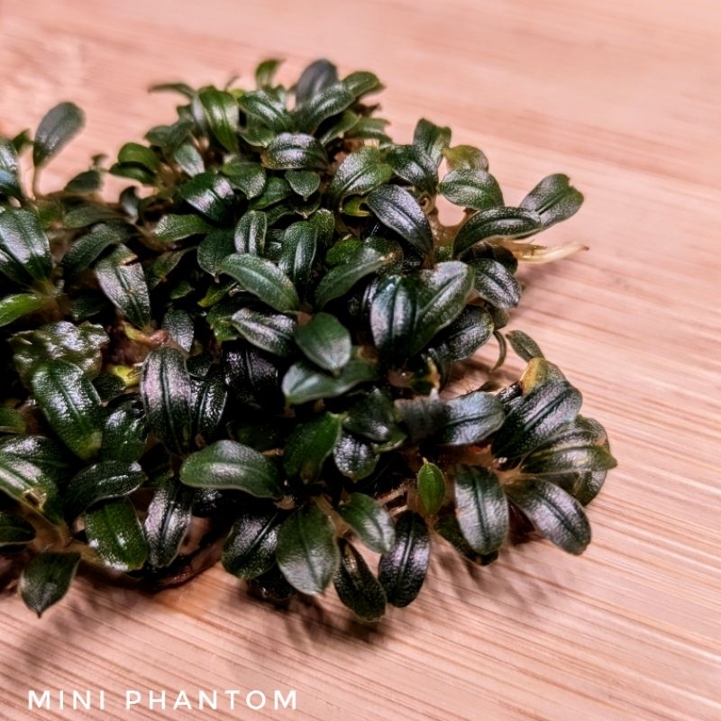 [BUY 4 FREE 1] Bucephalandra Mini Series: Supermini, Mini Phantom ...