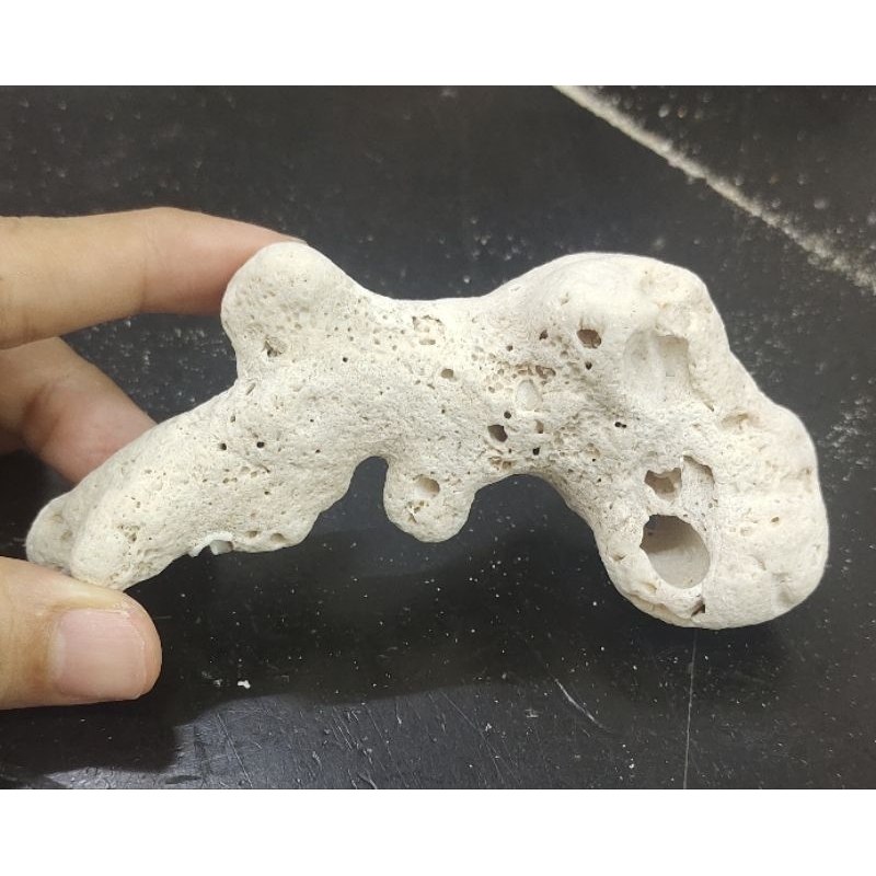 🔥 Aquarium Decoration 🔥 Natural corals Kerang Batu semula jadi hiasan ...