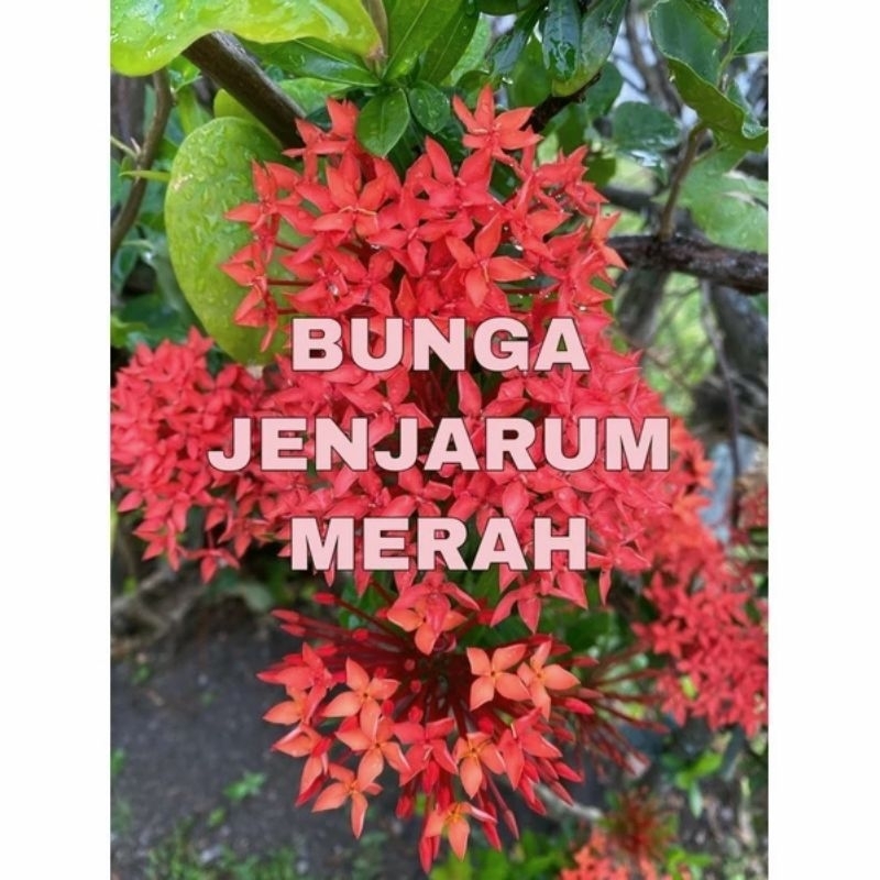 KERATAN BATANG PELBAGAI POKOK BUNGA / POKOK BUNGA KERTAS BOUGENVILLE ...