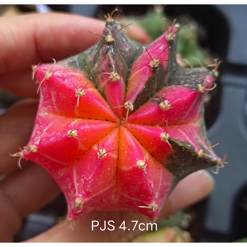 GYMNOCALYCIUM ID PINK JAPAN CACTUS (FROM SEEDLING) | Shopee Malaysia