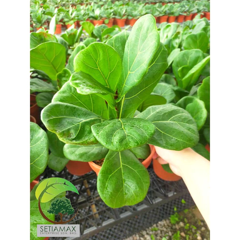 Ficus Lyrata | 琴叶榕 | Indoor Plants | Outdoor Plants | Real Plants ...