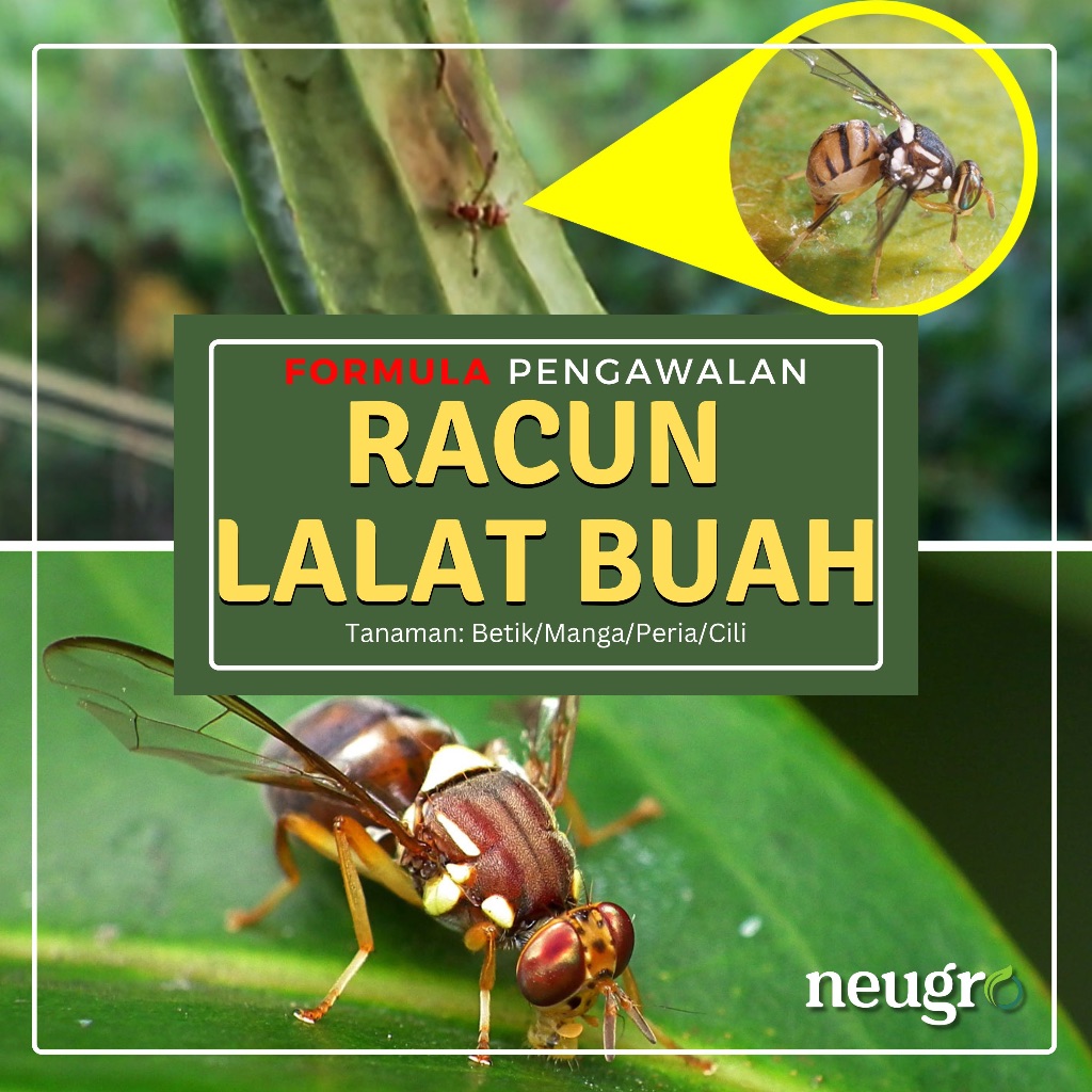 Racun Lalat Buah Formula Pengawalan Serangga Perosak Pertanian Fruit ...