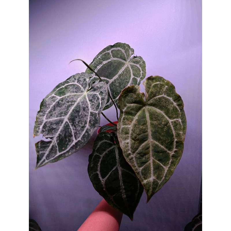 Anthurium Crystallinum Variegated | Shopee Malaysia