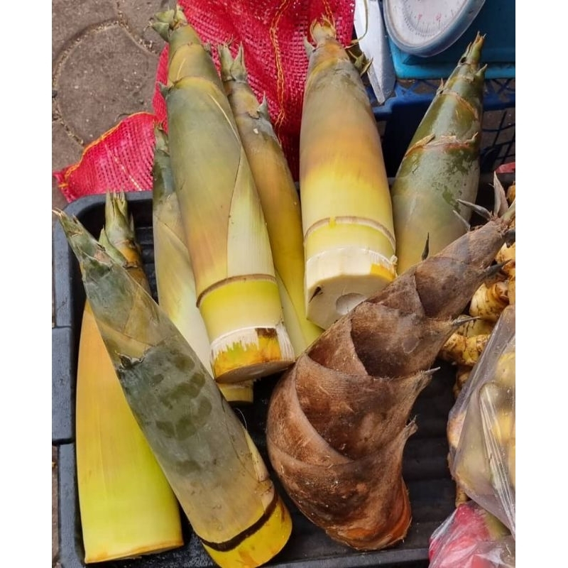 Rebung Asli Segar Terbaik | Shopee Malaysia