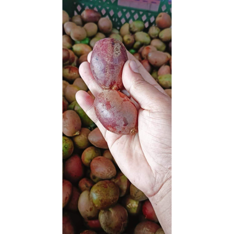 Buah-Kristal-Borneo- | Shopee Malaysia
