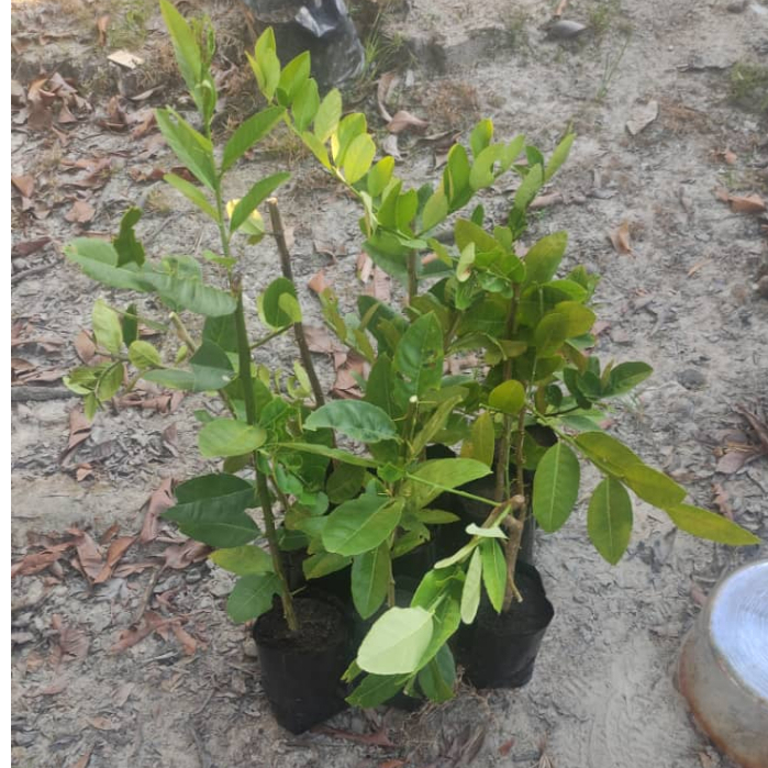 Pokok Lemon Telur Buaya Tut (cepat berbuah) Saiz Besar, Pokok Fragrance ...
