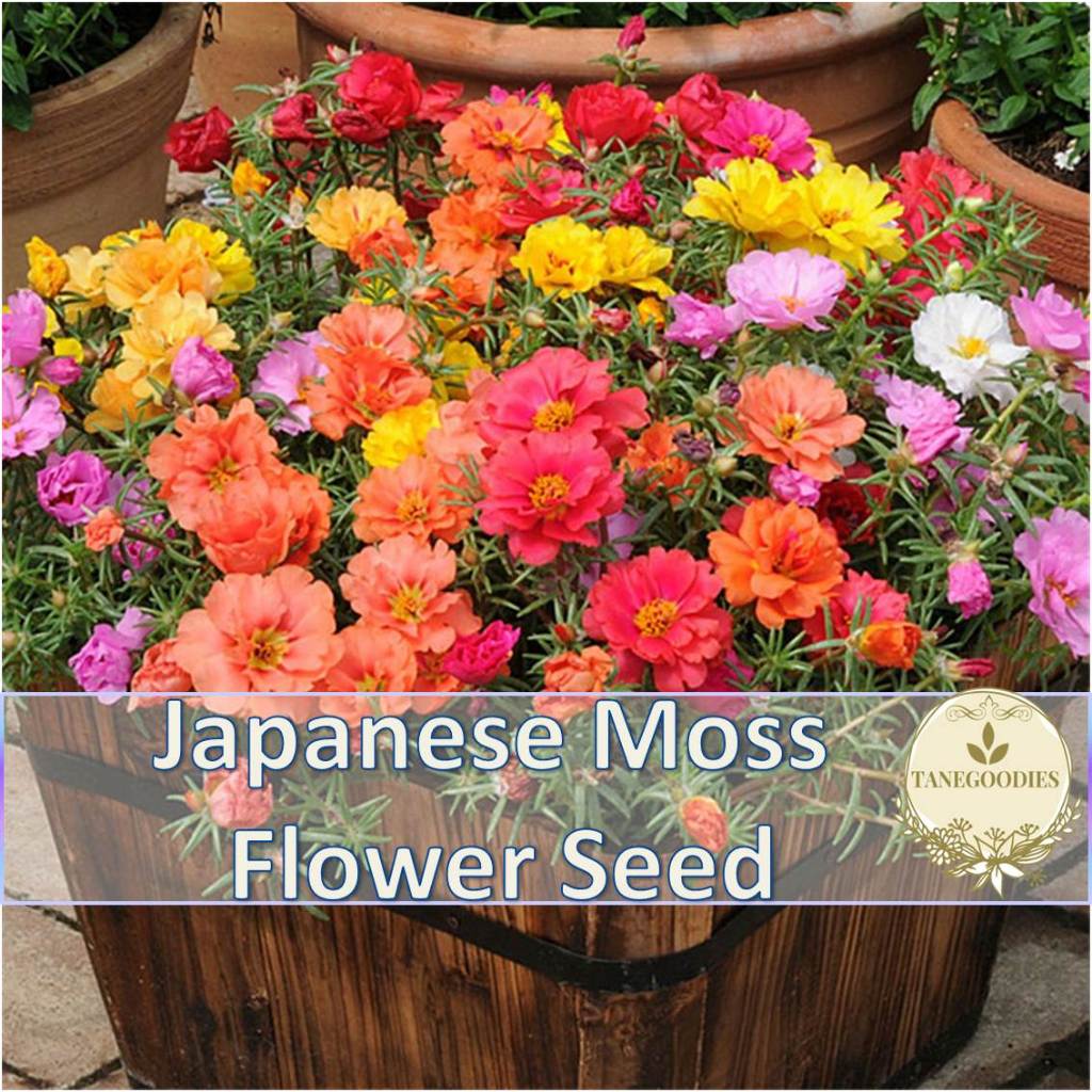 100pc Seed Portulaca Sun Japanese Moss Flower Biji Benih Bunga Ros ...