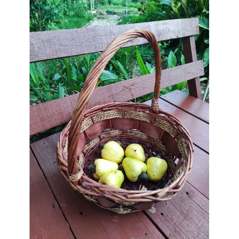 Anak pokok Gajus buah warna merah dan kuning | Shopee Malaysia