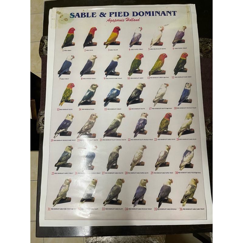 Poster Love Birds Sable & Pied Dominant | Shopee Malaysia