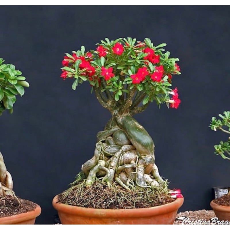 ADENIUM LIVE PLANT (POKOK BUNGA KEMBOJA) | Shopee Malaysia