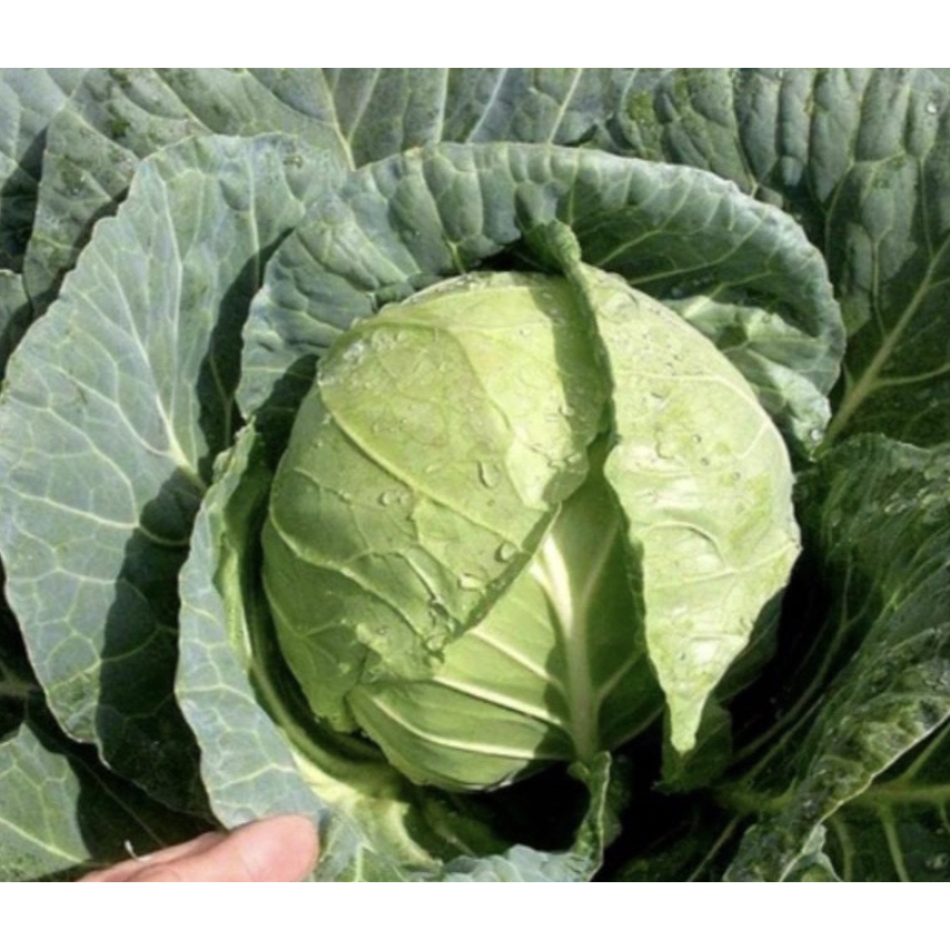 100PCS Benih Kubis Kobis Bulat Manis / Cabbage / 甘蓝包菜菜种子 | Shopee Malaysia