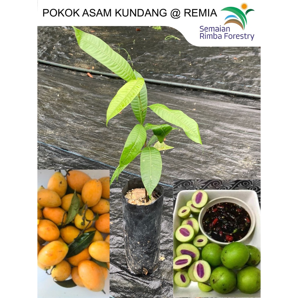 Anak Pokok Asam Kundang / Remia | Bouea macrophylla (Buah-Buahan Nadir ...