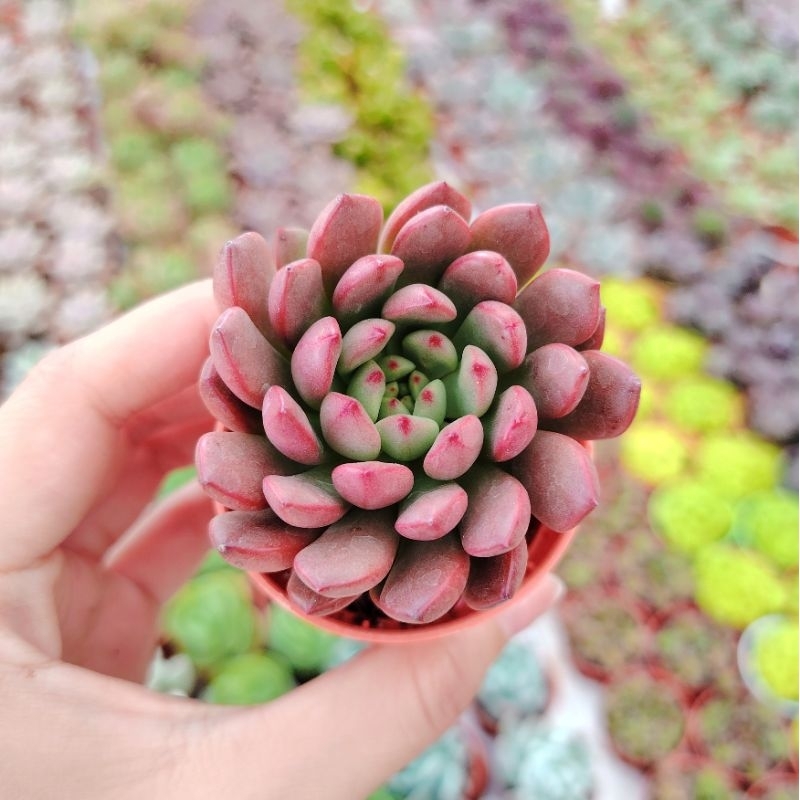 MOVEE-Succulent Live Plants Sedeveria pink ruby红宝石 | Shopee Malaysia
