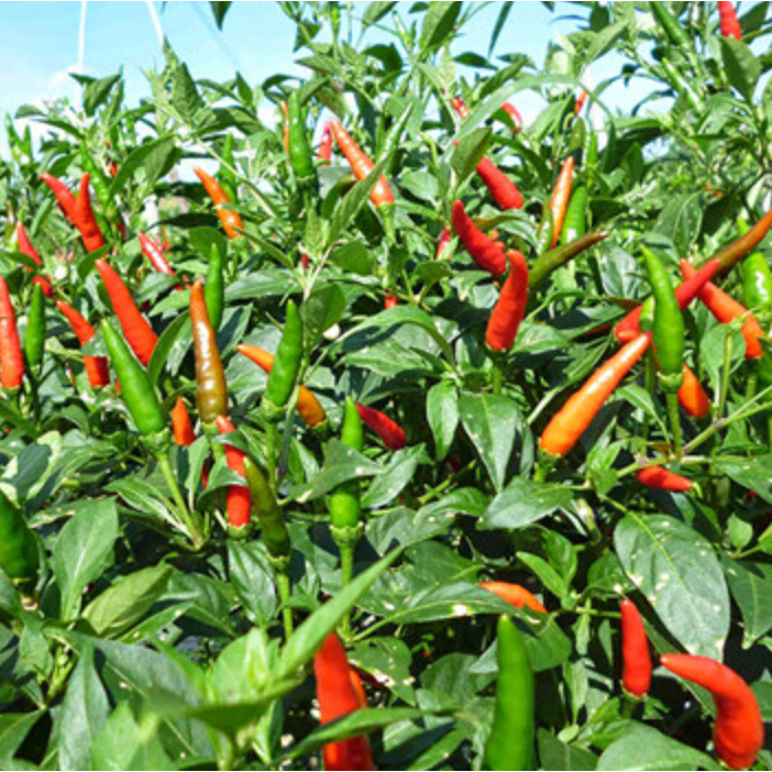 Biji Benih Cili Chilli Chili Api SAKATA F1 Hybrid 508/chili seed - 10 ...
