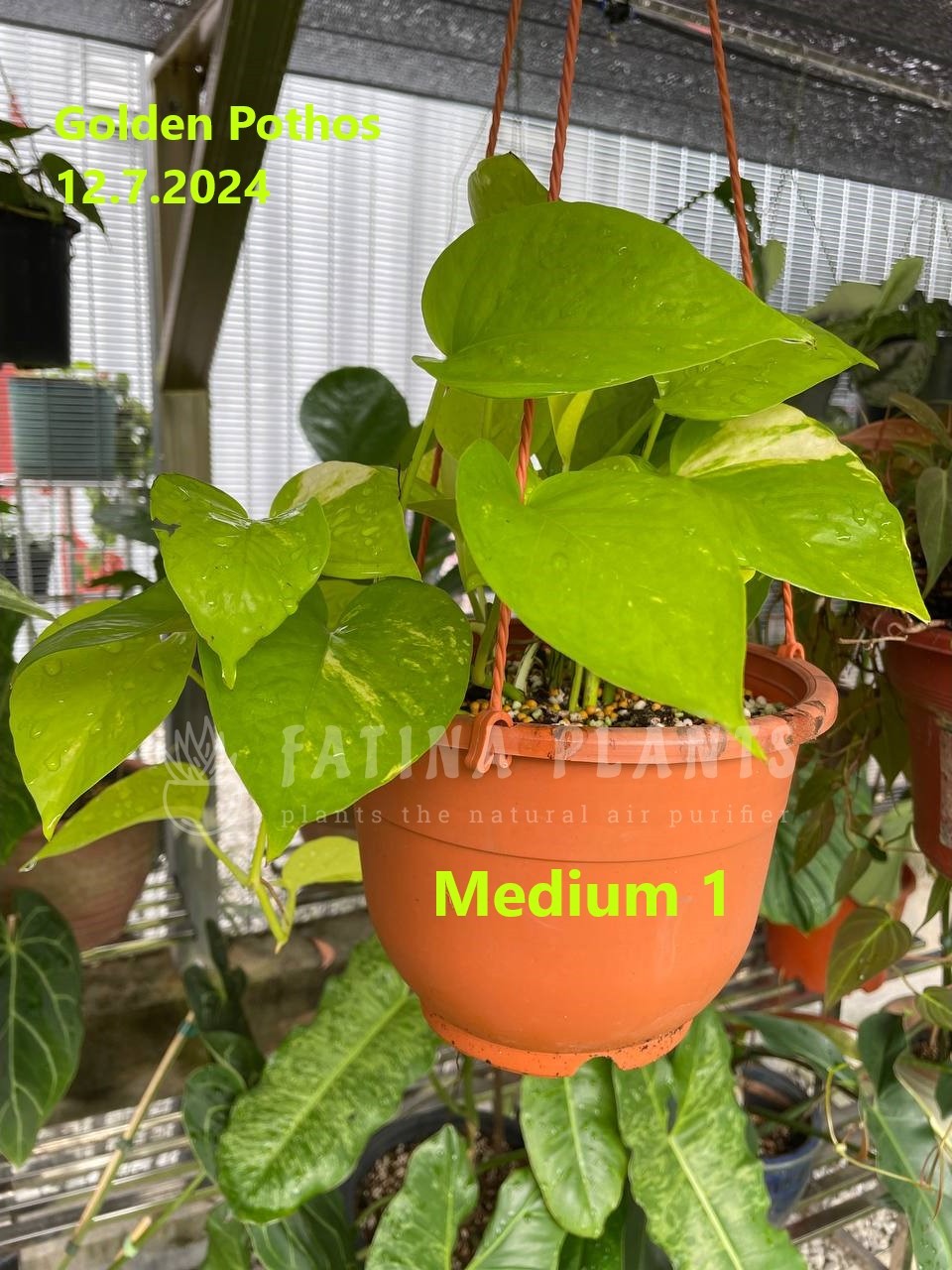 Golden Pothos [ LIVE Indoor Plant ] [ Indoor Plants ] [ Air Purifier ...