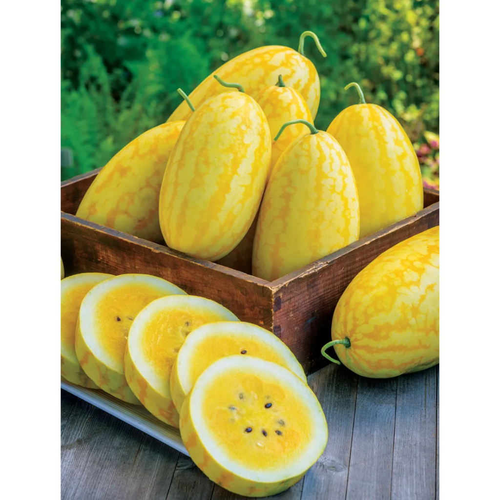 5 Pcs F1 Golden Watermelon Seed Biji Benih Tembikai Kuning 黄金西瓜种子 ...