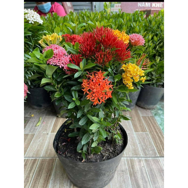 Keratan Pokok Bunga Ixora dwarf ( daun halus ) ixora cutting | Shopee ...