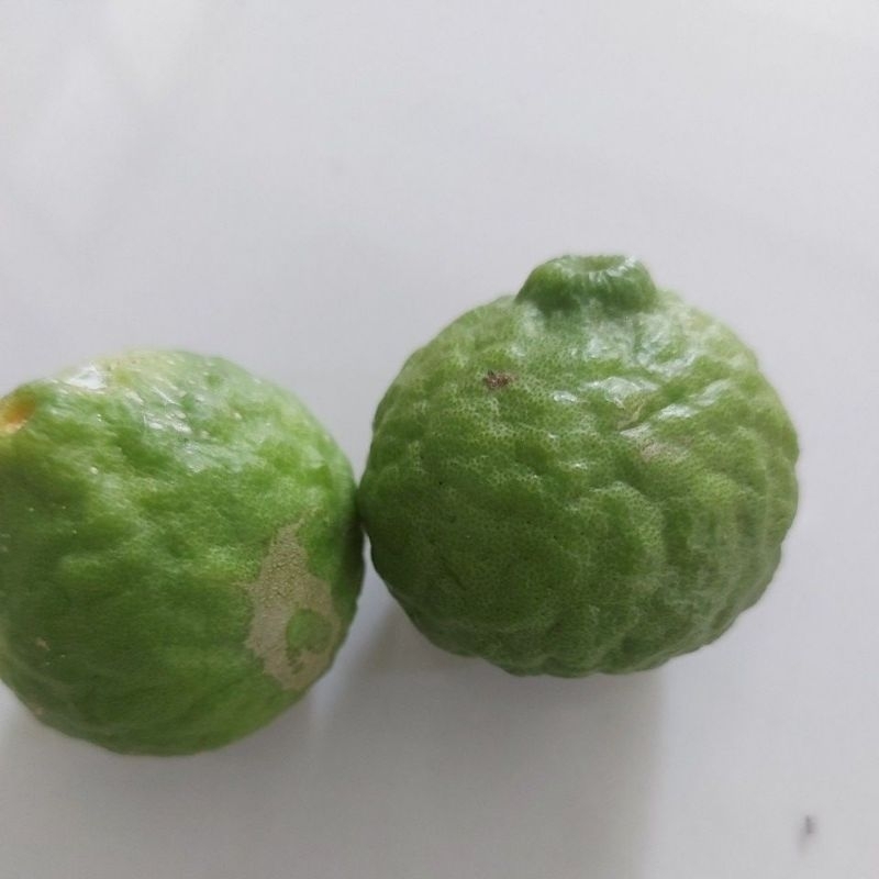 Tanam sendiri limau purut segar. Homegrown kefir lemon. 自家麻风柑。5 biji ...