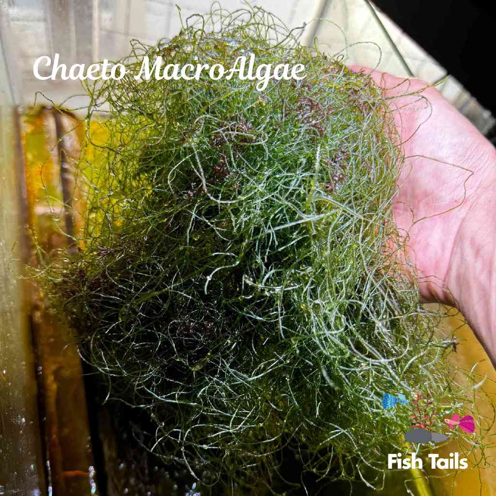 [LOCAL SELLER] Chaeto for Opae Ula Shrimp & Marine - Macroalgae (Opae ...
