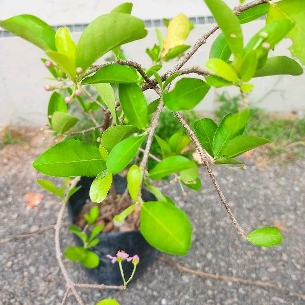 POKOK CHERRY BARBADOS (ACEROLA CHERRY) | Shopee Malaysia