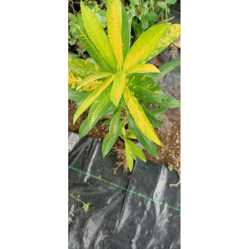 POKOK PUDING KUNING UNIK DAN CANTIK DALAM POLIBEG | Shopee Malaysia