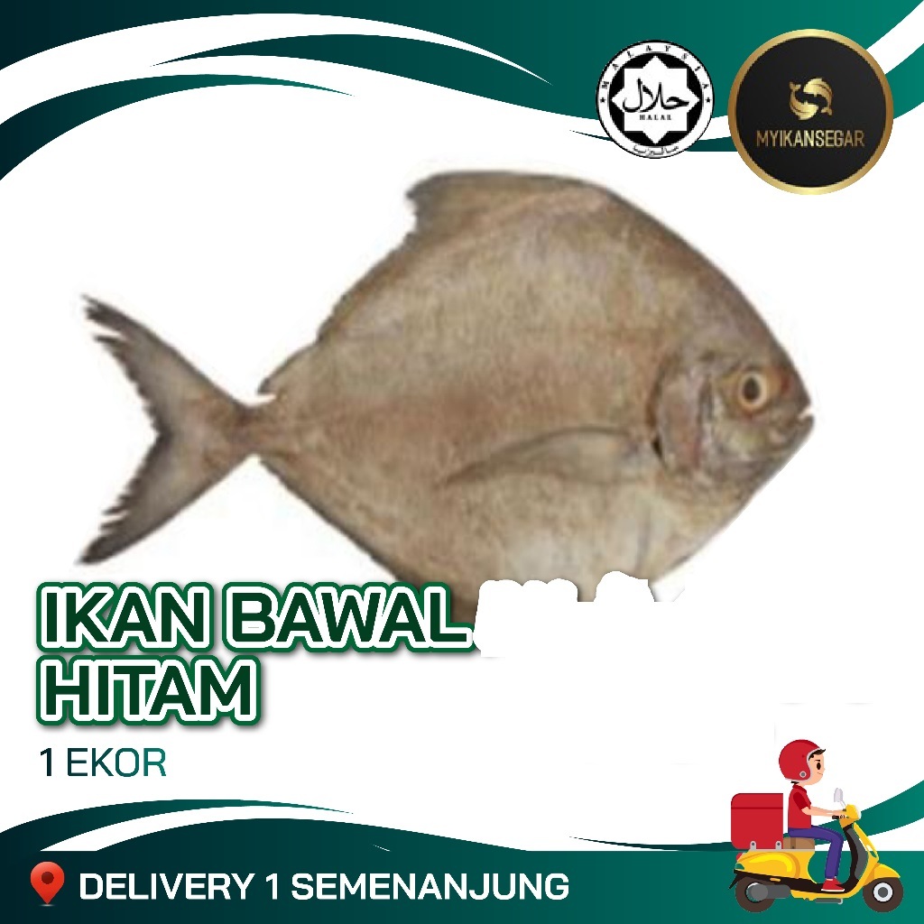 IKAN BAWAL HITAM 1 EKOR (SIAP SIANG & CUCI) IKAN BAWAL HITAM FROZEN ...