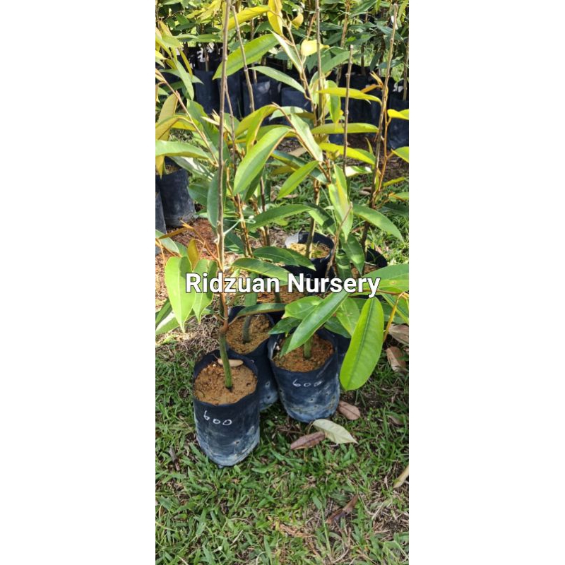 Pokok Durian D600 Klon Rare Penang | Shopee Malaysia