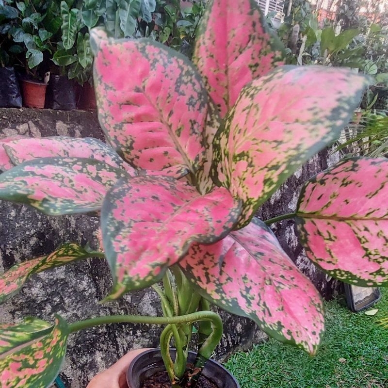 CNY Live Plant Aglaonema Plant /Diffenbachia /Chinese Evergreen in Pot ...