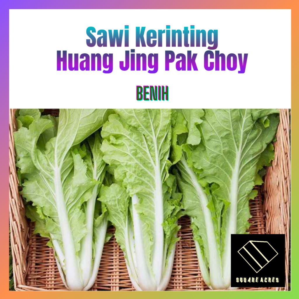 4.5g Biji Benih Sawi Kerinting Super Ong King Pak Choy High Quality Non ...