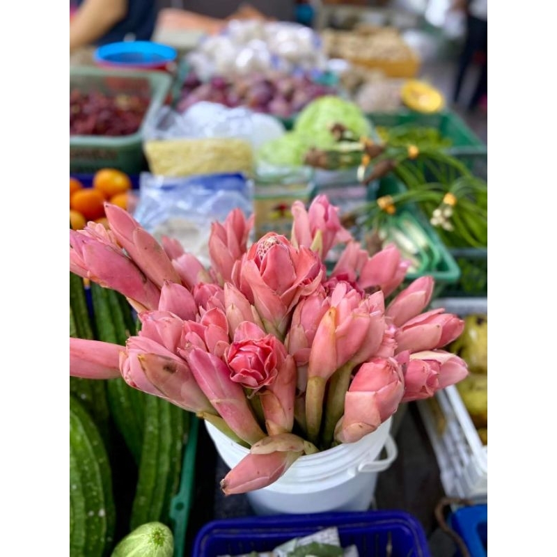 BUNGA KANTAN 6pcs pink ruby | Shopee Malaysia