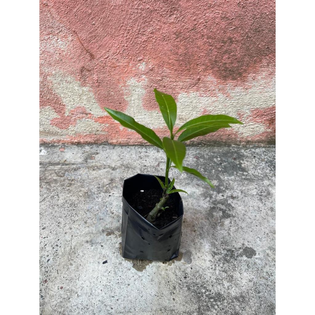 ANAK POKOK KULIM HUTAN (SCORODOCARPUS BORNEENSIS BECC) | Shopee Malaysia