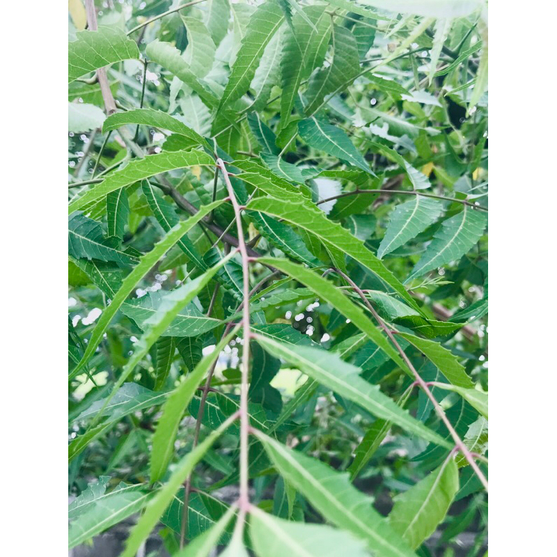 Daun Semambu/Neem Leaves Segar dari pokok | Shopee Malaysia