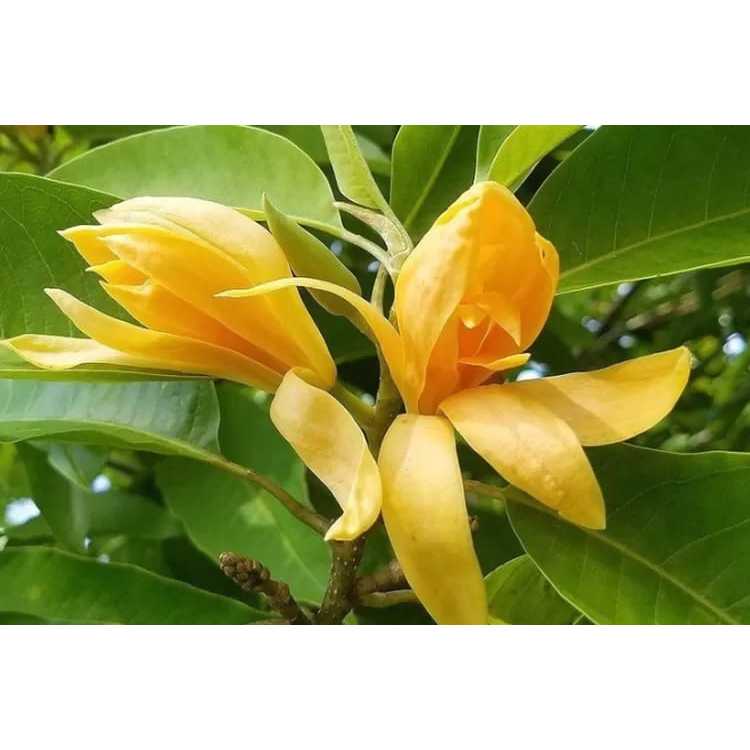 POKOK BUNGA CEMPAKA / CEMPAKA KUNING / CEMPAKA PUTIH / pokok hiasan ...