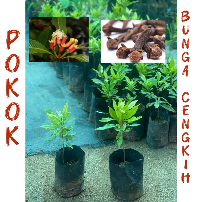 POKOK BUNGA CENGKIH (HYBRID) / POKOK BUNGA CENGKIH THAI MURAH | Shopee ...