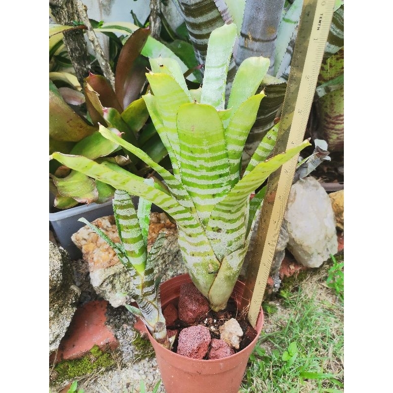 Aechmea Green Chantini [绿斑马] | Shopee Malaysia