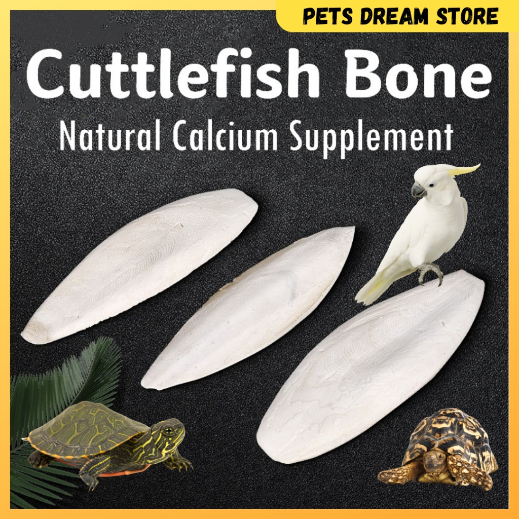Cuttlefish Bone Reptile Tortoise Turtle Calcium Supplement Natural ...