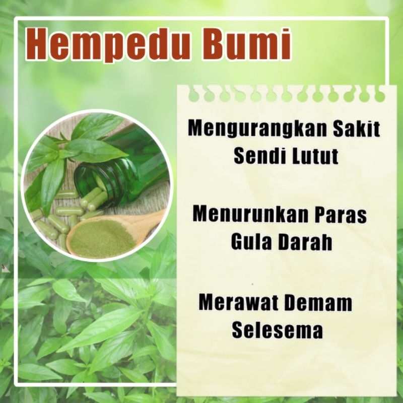 Daun Hempedu Bumi 100 %Organik 100 Biji free 2 | Shopee Malaysia
