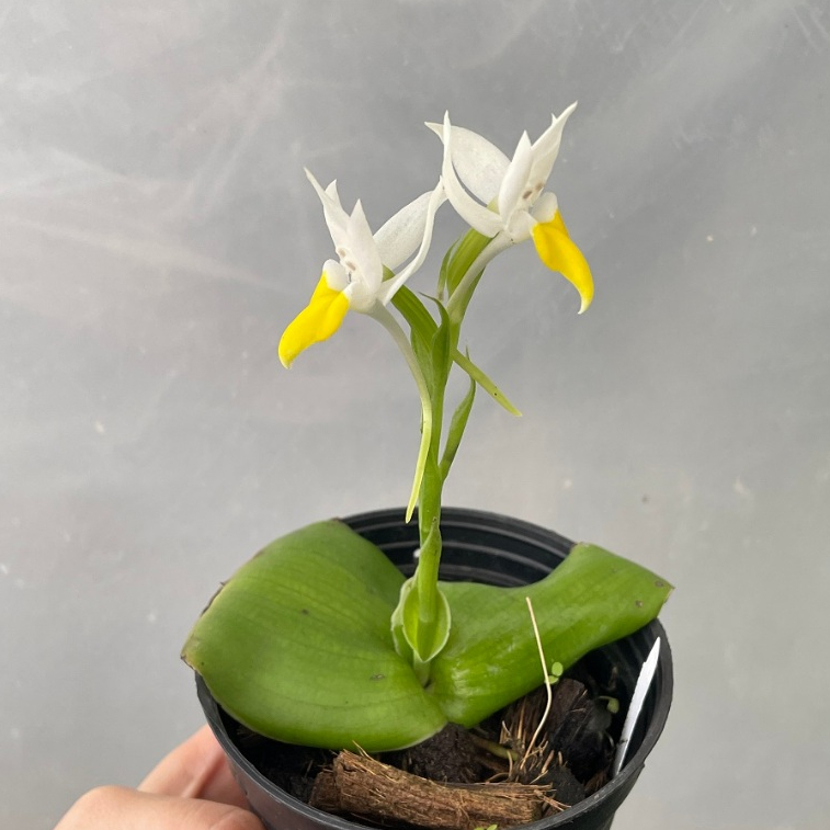 [ Fragrant ] Pecteilis sagarikii ( = hawkesiana ) | Species | Small ...