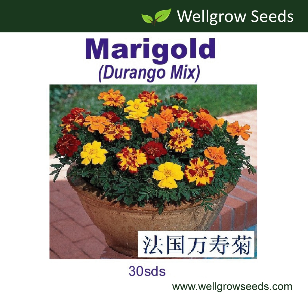 French Marigold Durango Mix (30sds) 法国万寿菊：杜兰戈系列（混色）Flower Seeds ...
