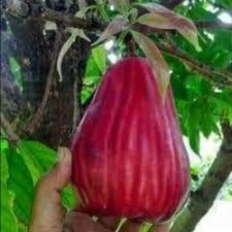 Pokok Jamaica/Jambu Bol Indonesia(Anak Pokok) | Shopee Malaysia